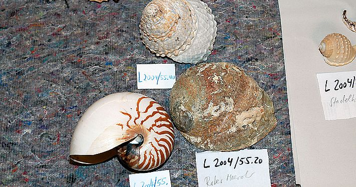 Meeresschneckengehäuse: Astraea undosa - Bayerisches Nationalmuseum