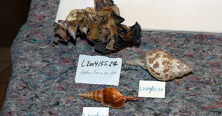 Meeresschneckengehäuse: Tibia insulaechorab ("curta") - Bayerisches Nationalmuseum