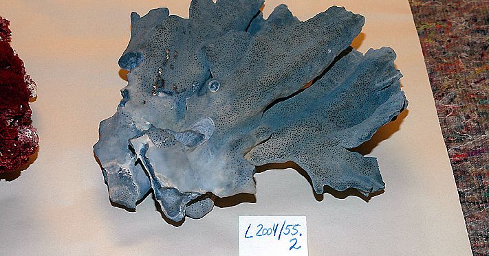 Koralle (blau) - Bayerisches Nationalmuseum