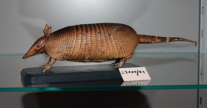 Gürteltier - Bayerisches Nationalmuseum