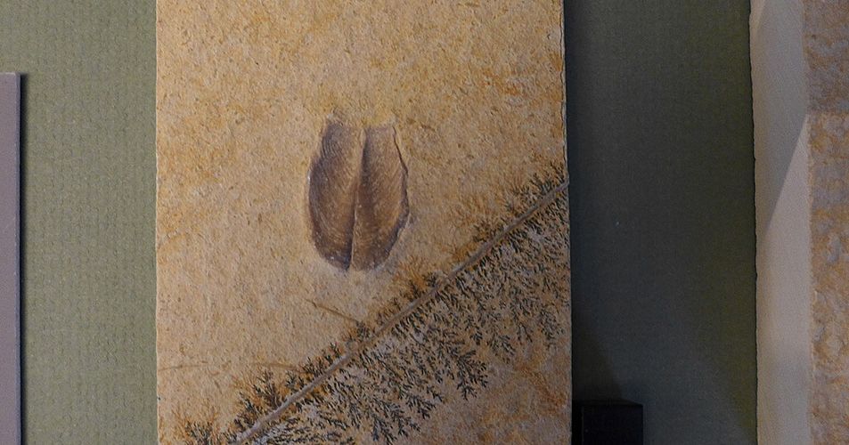 Fossil (Versteinerung): Ammoniten-Aptychus - Bayerisches Nationalmuseum