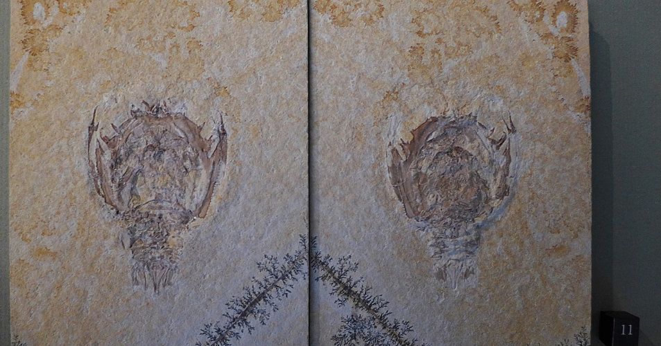 Fossil (Versteinerung): Eryon artiformis (Positiv) - Bayerisches ...