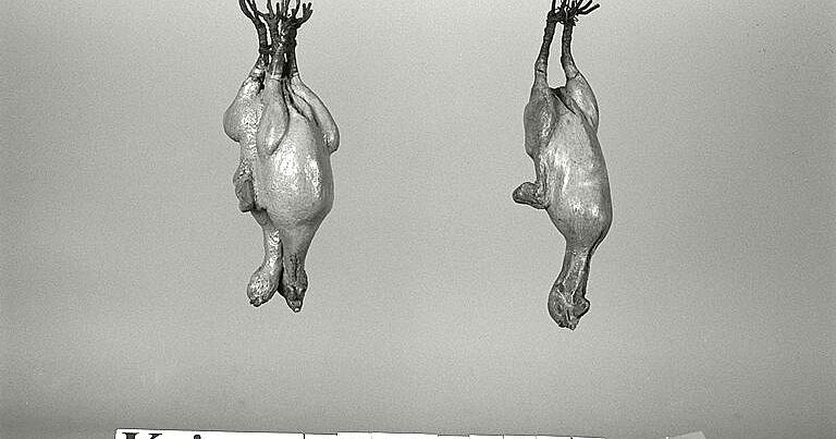 Krippenzubehör: Gerupftes Huhn mit den Beinen zusammengebunden ...