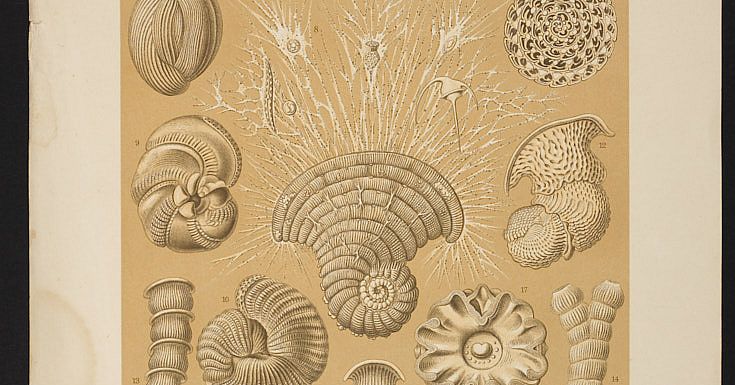 Druckgrafik: Thalamophora (Kammerlinge) - Bayerisches Nationalmuseum