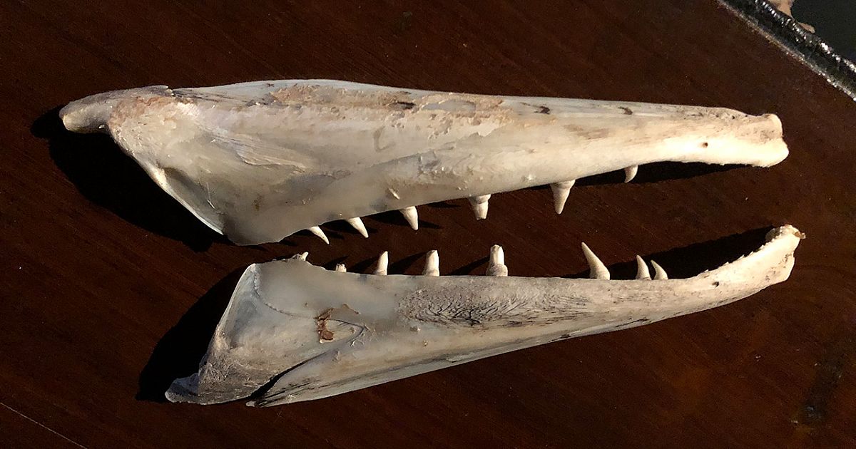 Unterkieferknochen eines Hecht-Gebisses (zwei Stück) - Bayerisches ...