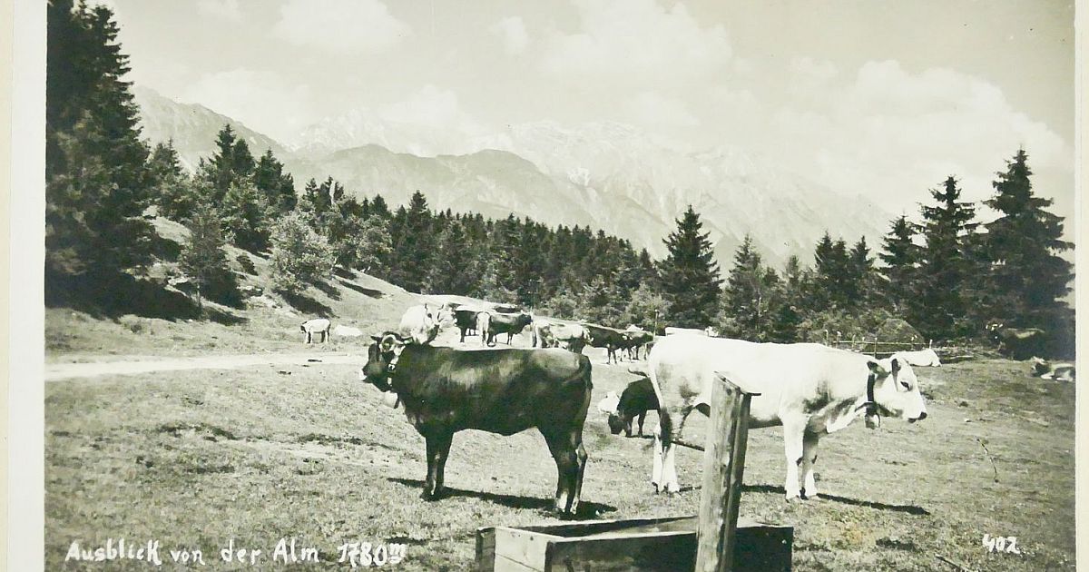 Bildpostkarte: Kuhherde auf einer Alm - Bayerisches Nationalmuseum