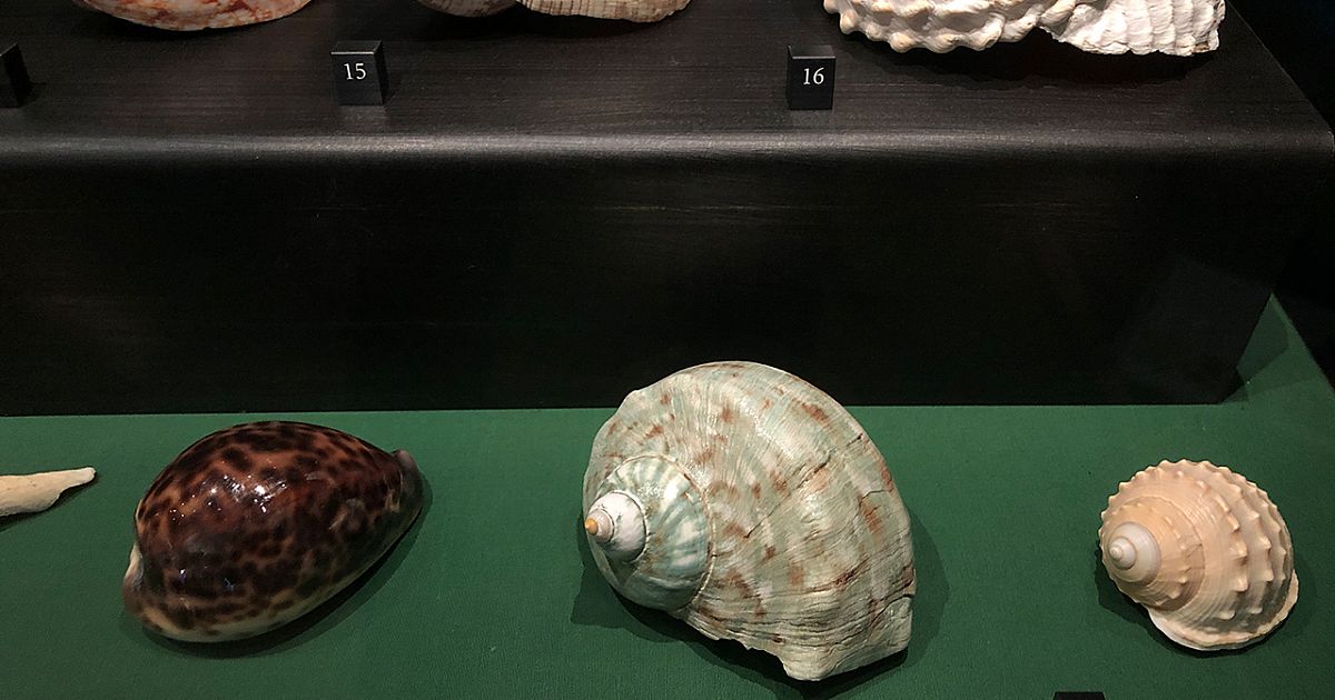 Meeresschneckengehäuse: Cypraea tigris (black form) - Bayerisches ...